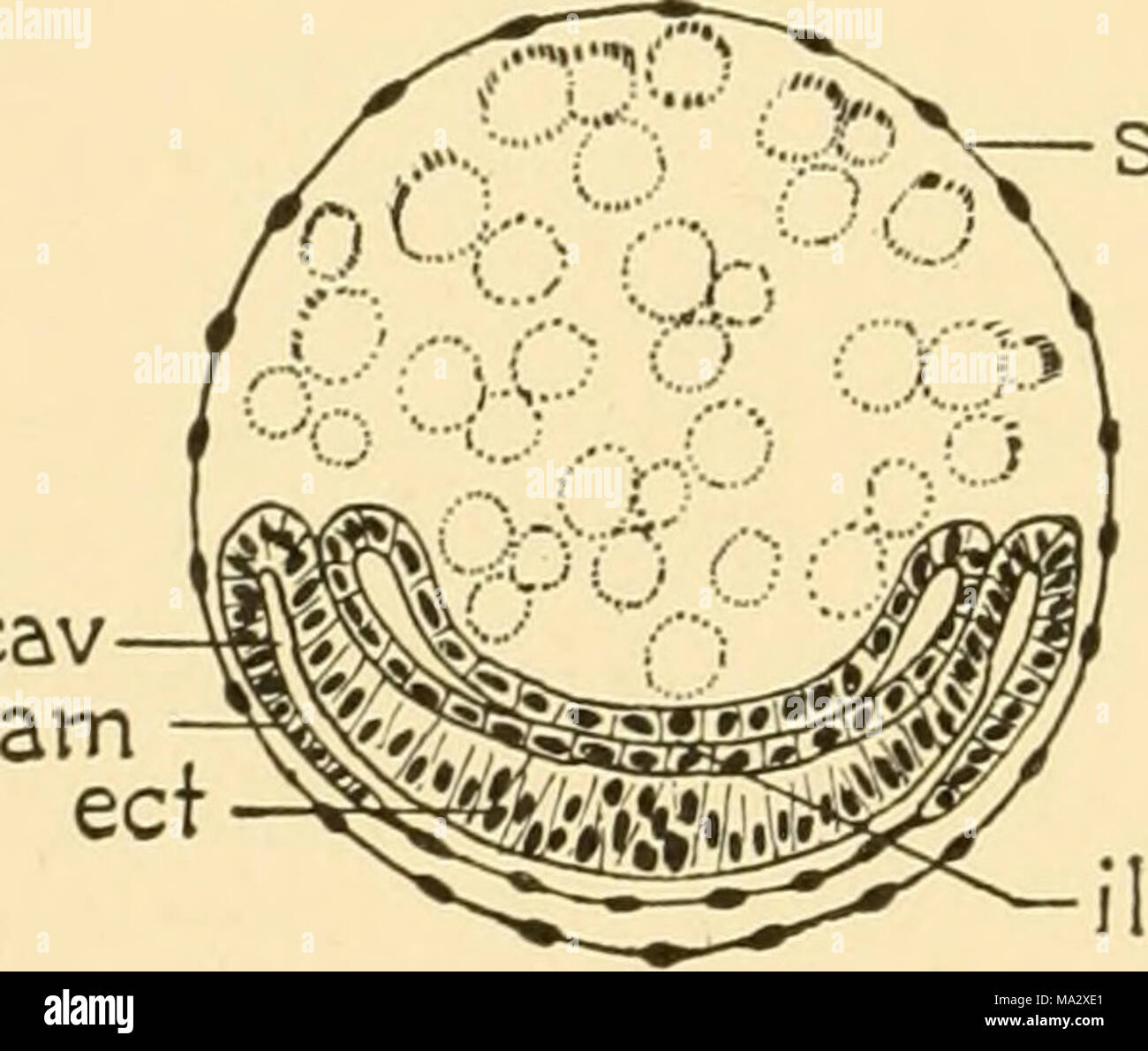 . Embryology of insects and myriapods; the developmental history of ...