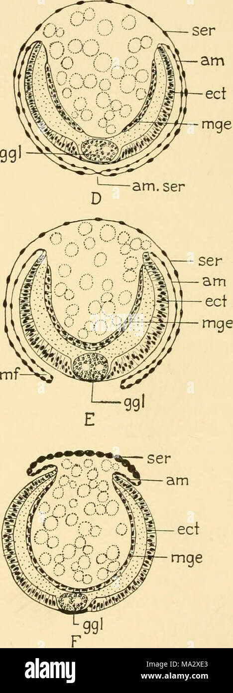 . Embryology of insects and myriapods; the developmental history of ...