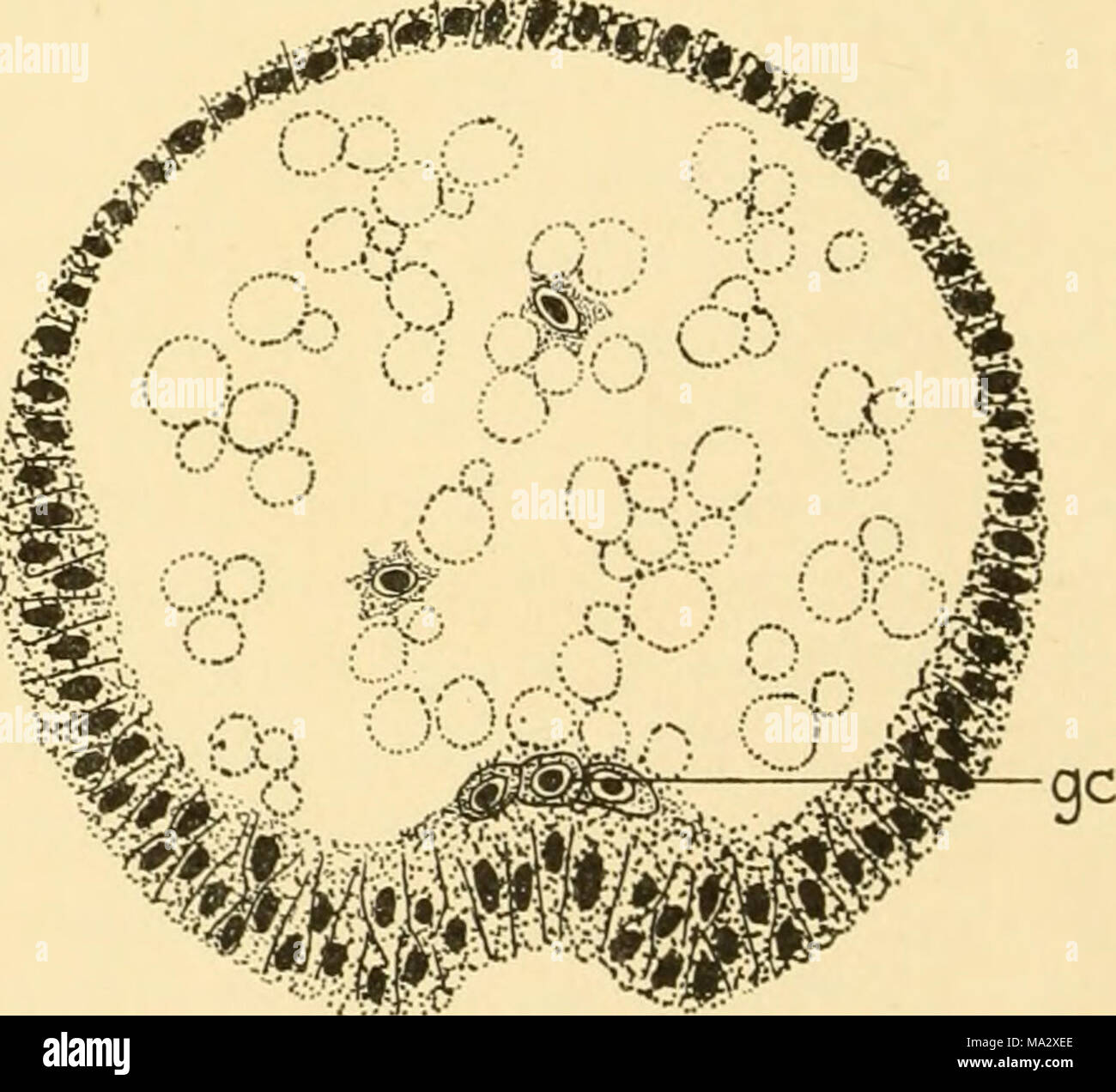 Millipede life cycle hi-res stock photography and images - Alamy