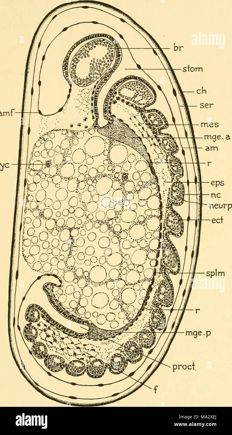 . Embryology of insects and myriapods; the developmental history of ...