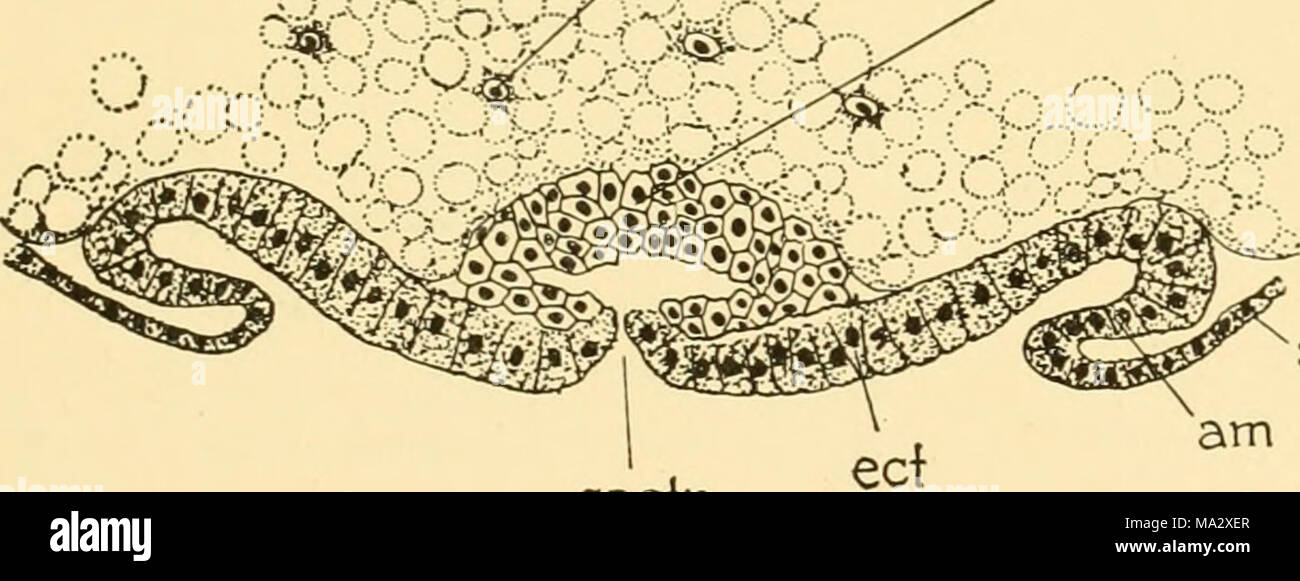 . Embryology of insects and myriapods; the developmental history of ...