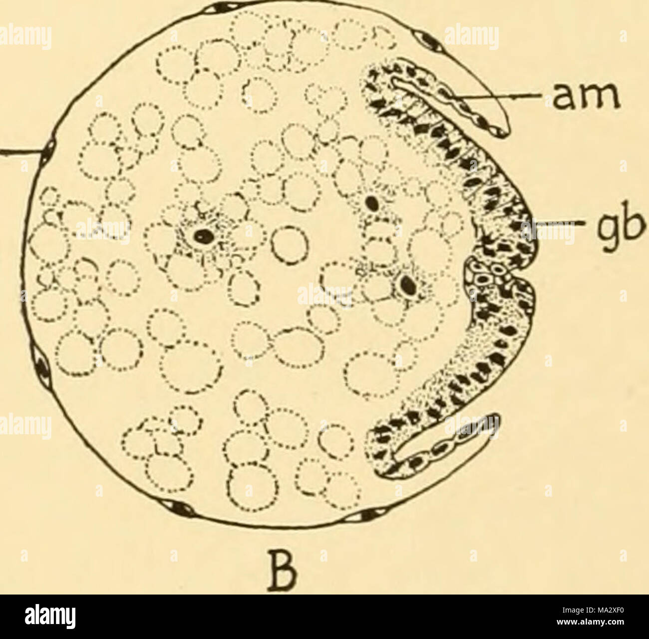 . Embryology of insects and myriapods; the developmental history of ...