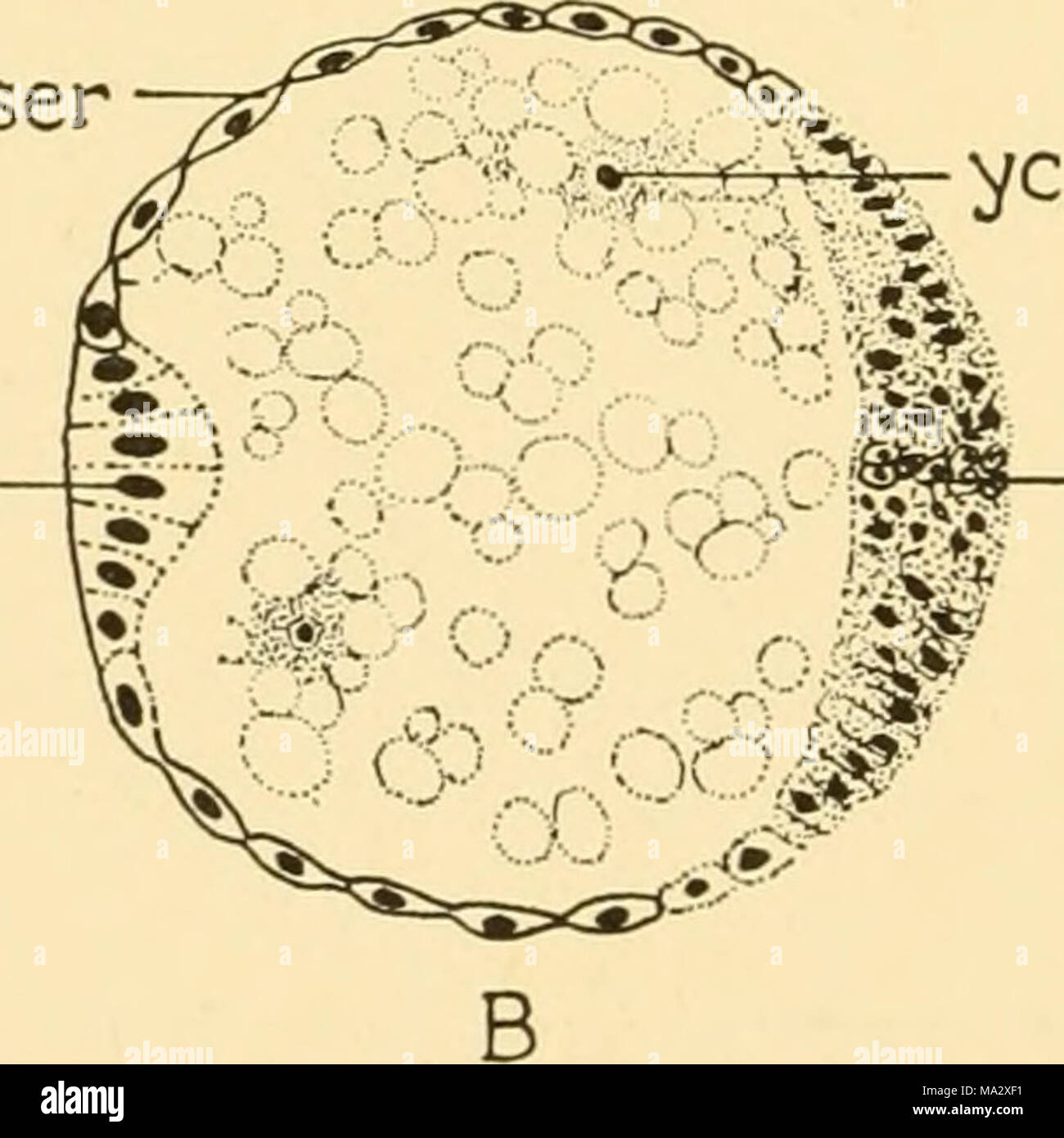 . Embryology of insects and myriapods; the developmental history of ...