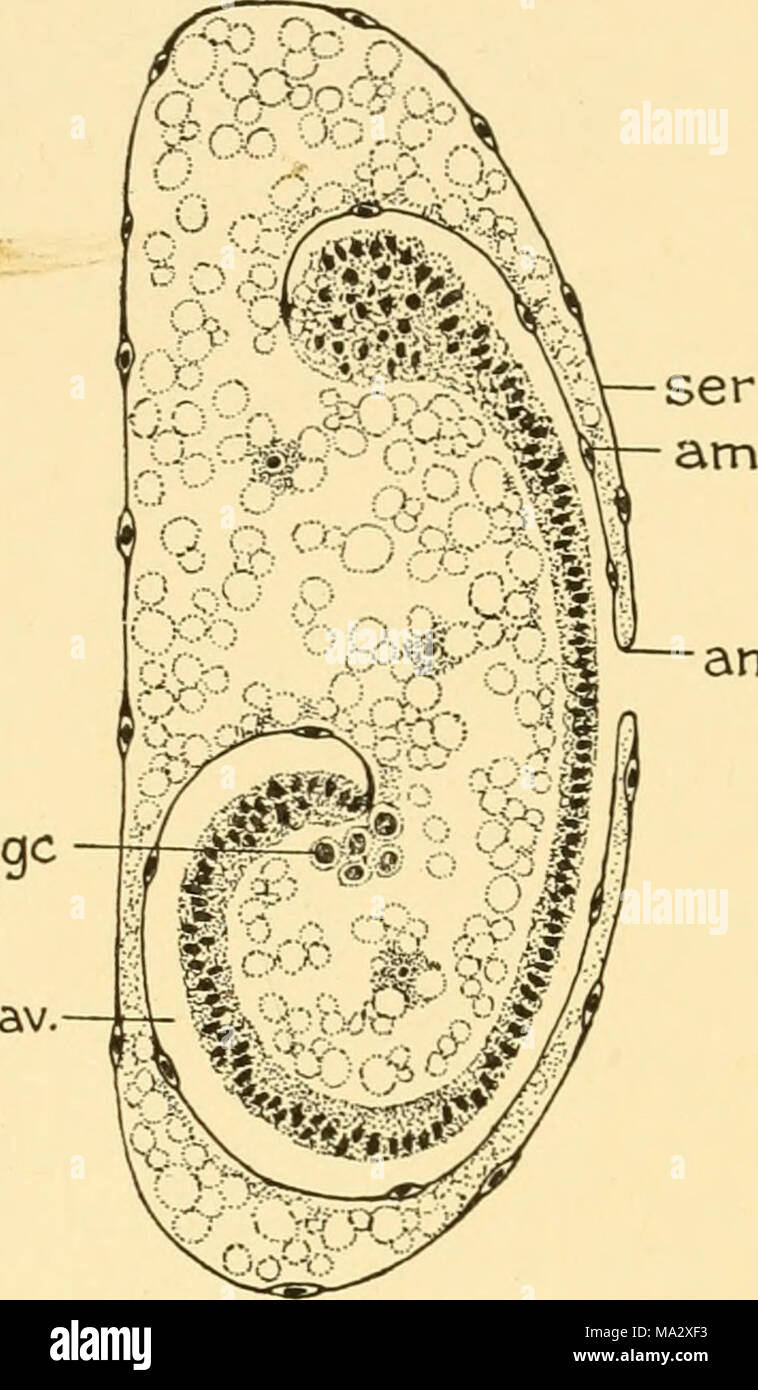 . Embryology of insects and myriapods; the developmental history of ...