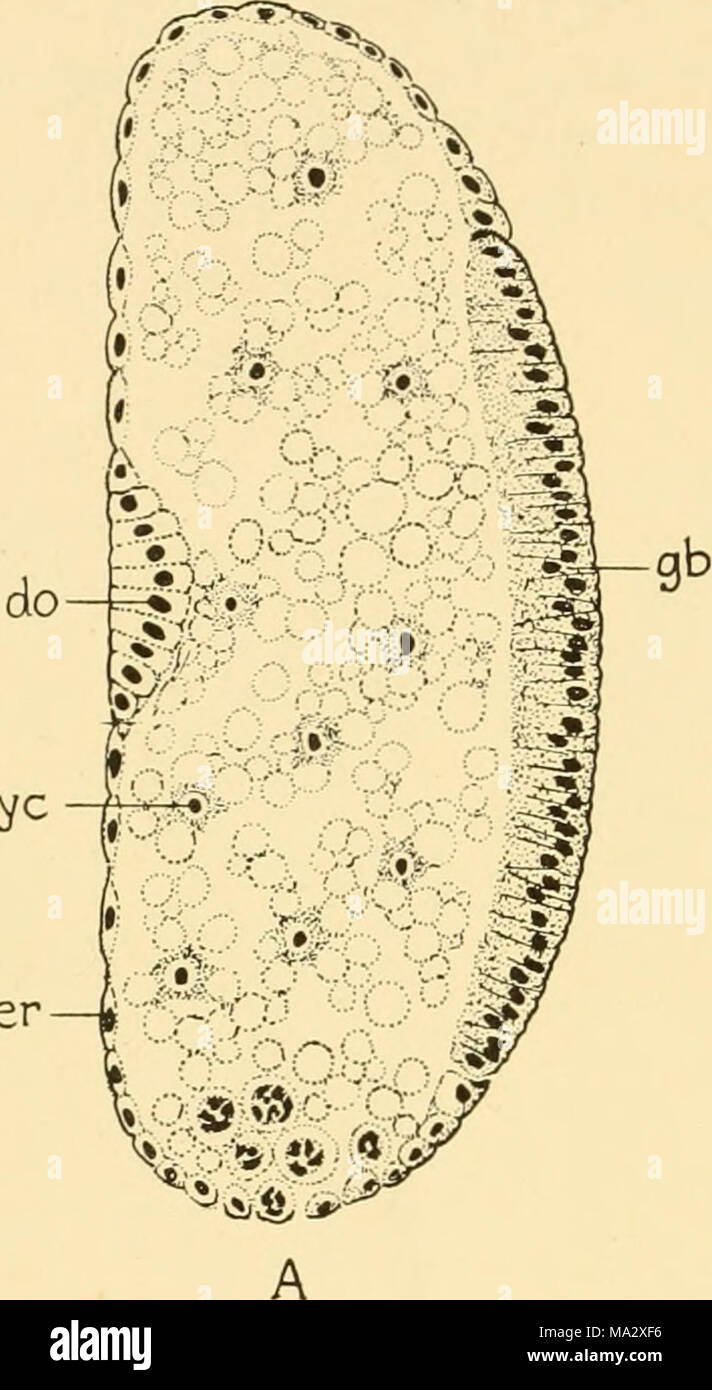 . Embryology of insects and myriapods; the developmental history of ...