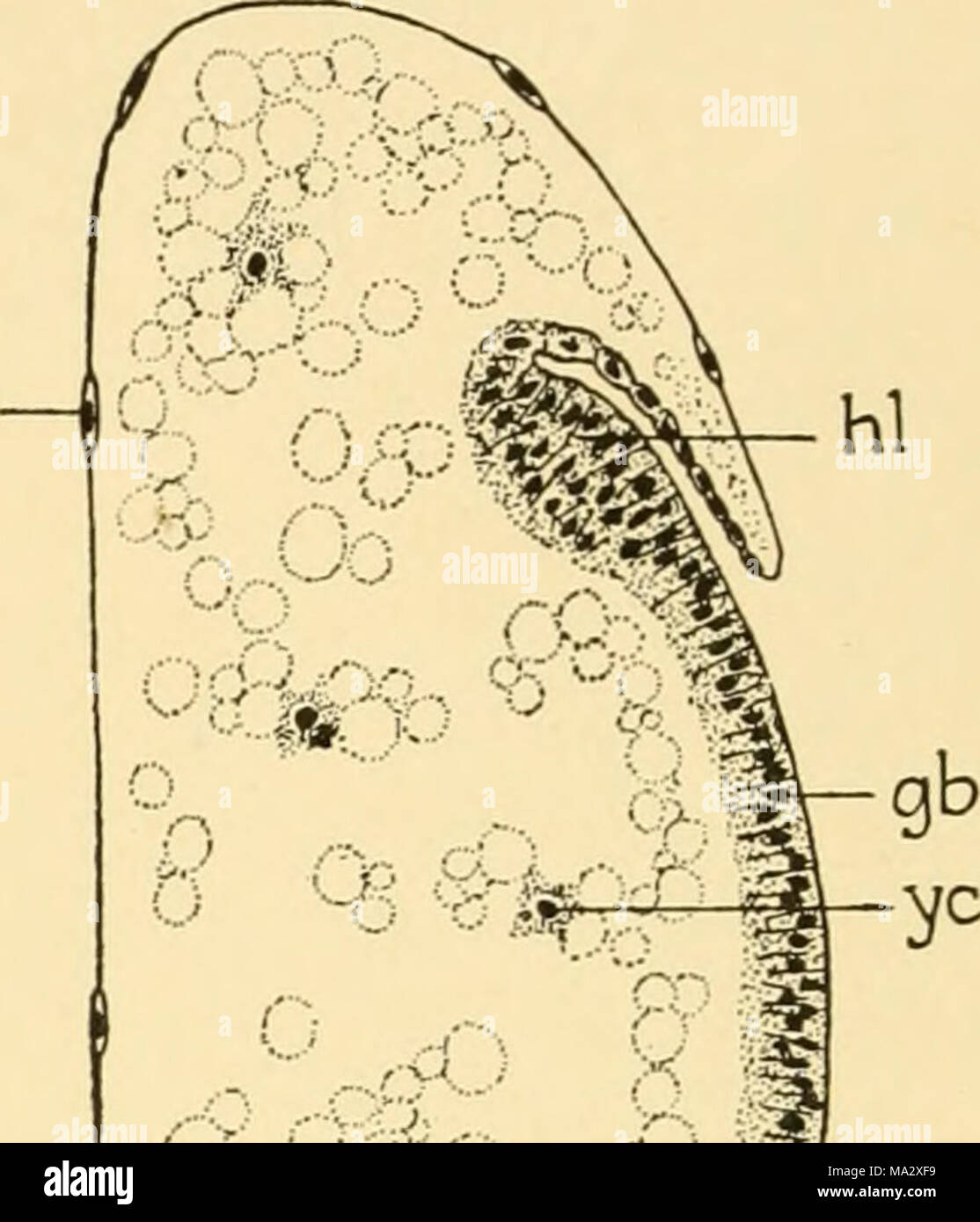 . Embryology of insects and myriapods; the developmental history of ...