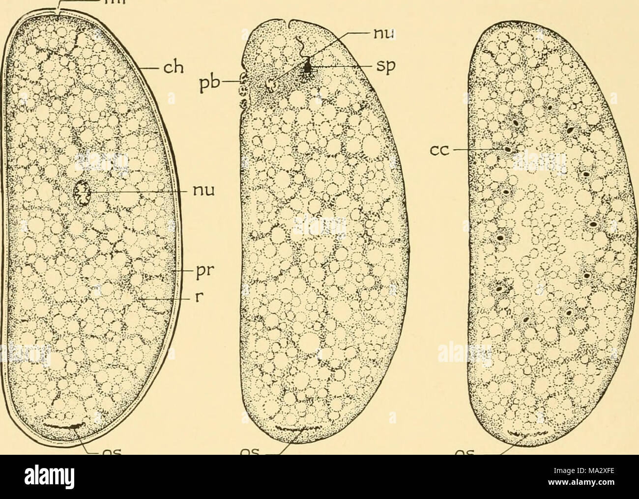 . Embryology of insects and myriapods; the developmental history of ...