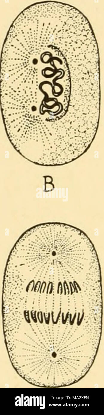 . Embryology of insects and myriapods; the developmental history of ...
