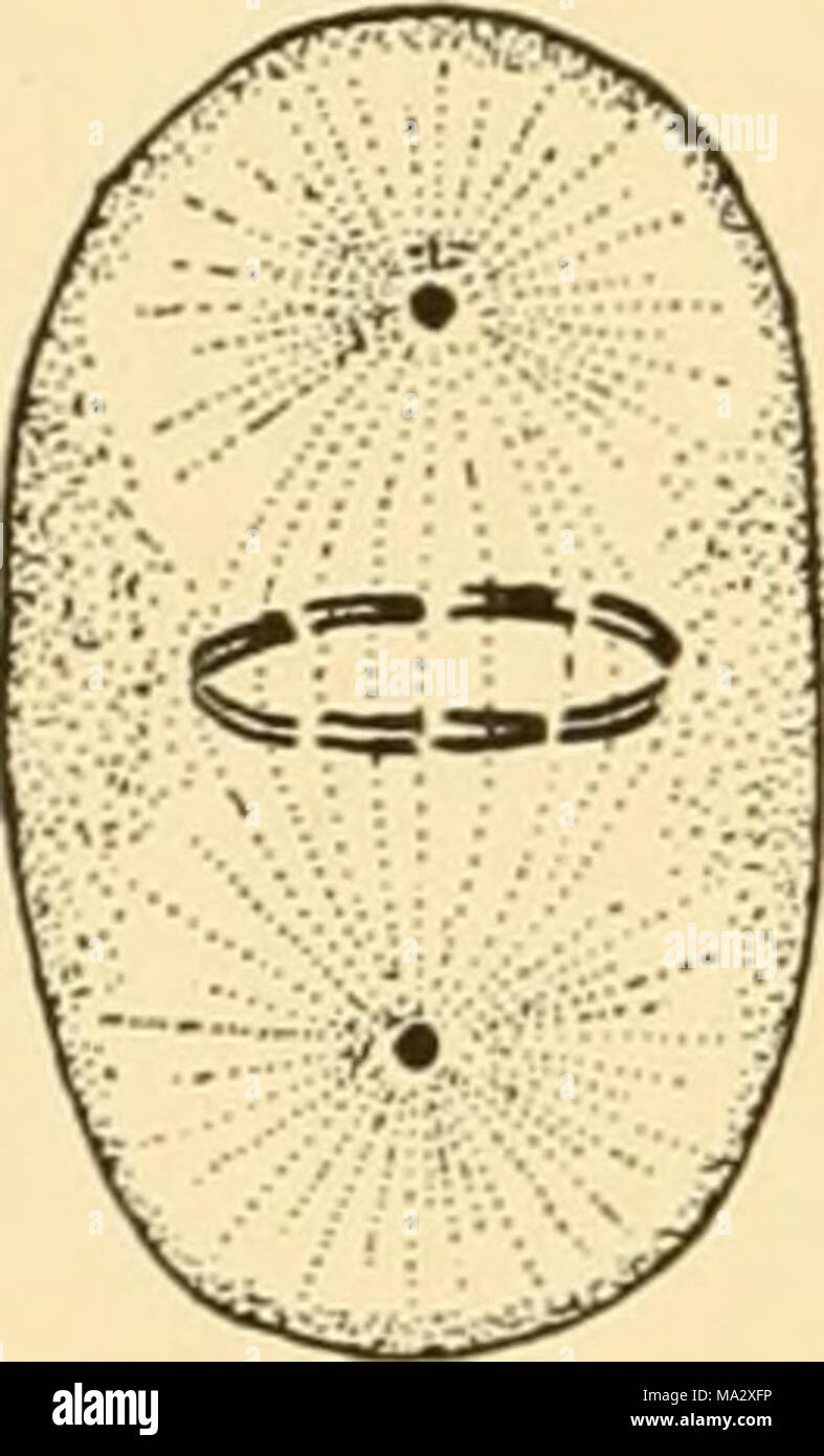 . Embryology of insects and myriapods; the developmental history of ...