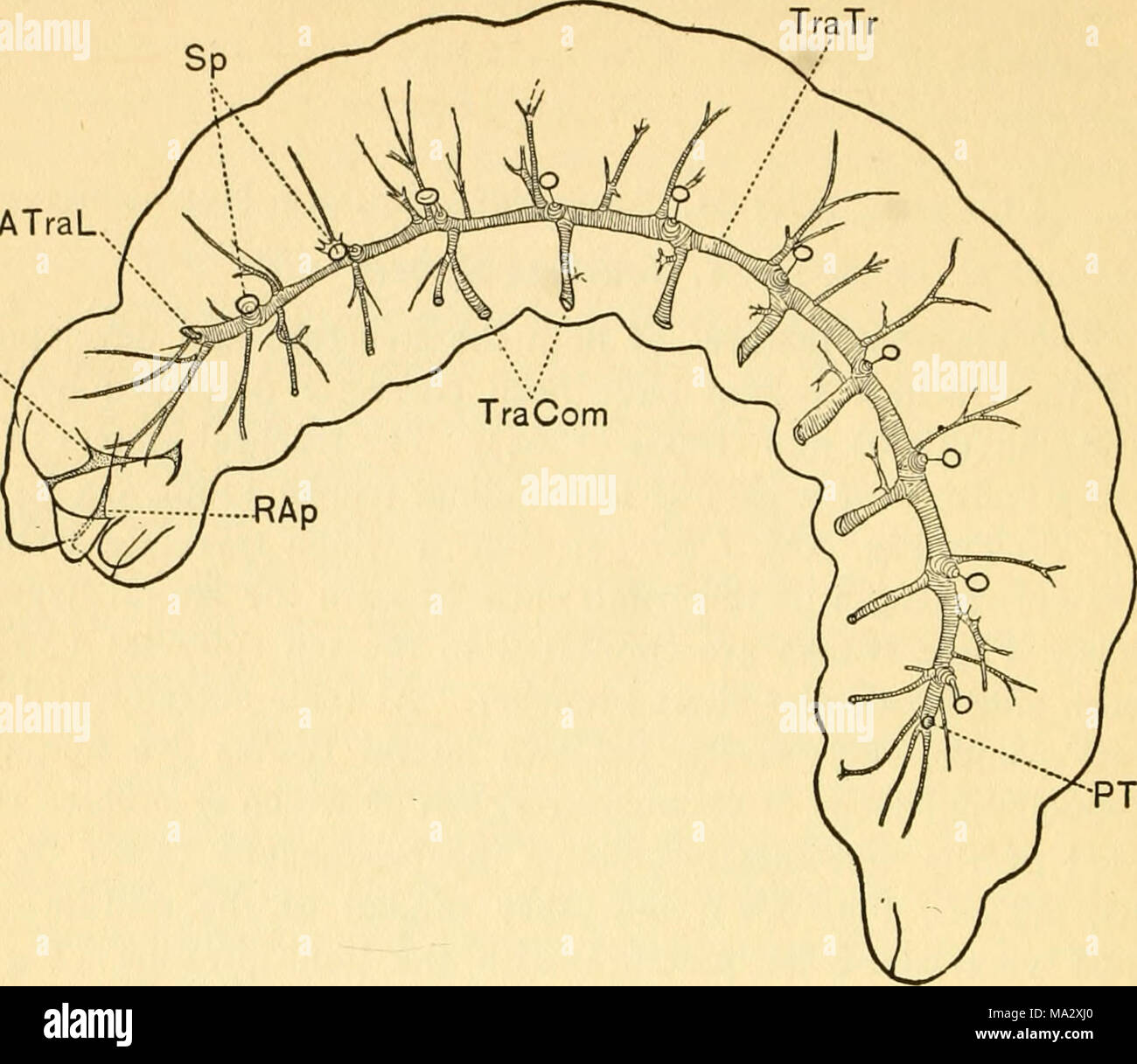 . The embryology of the honey bee Stock Photo - Alamy