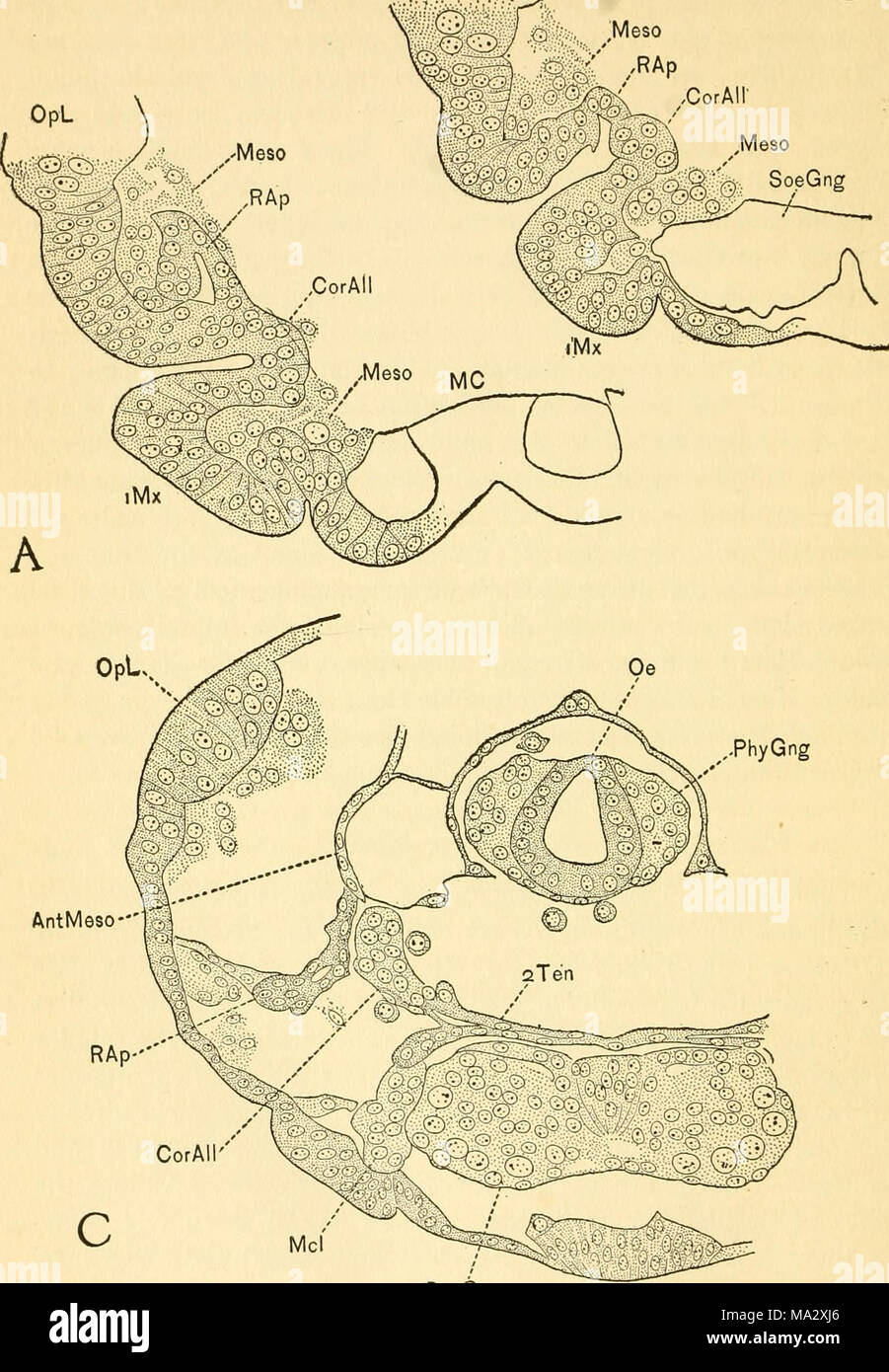 . The embryology of the honey bee Stock Photo - Alamy