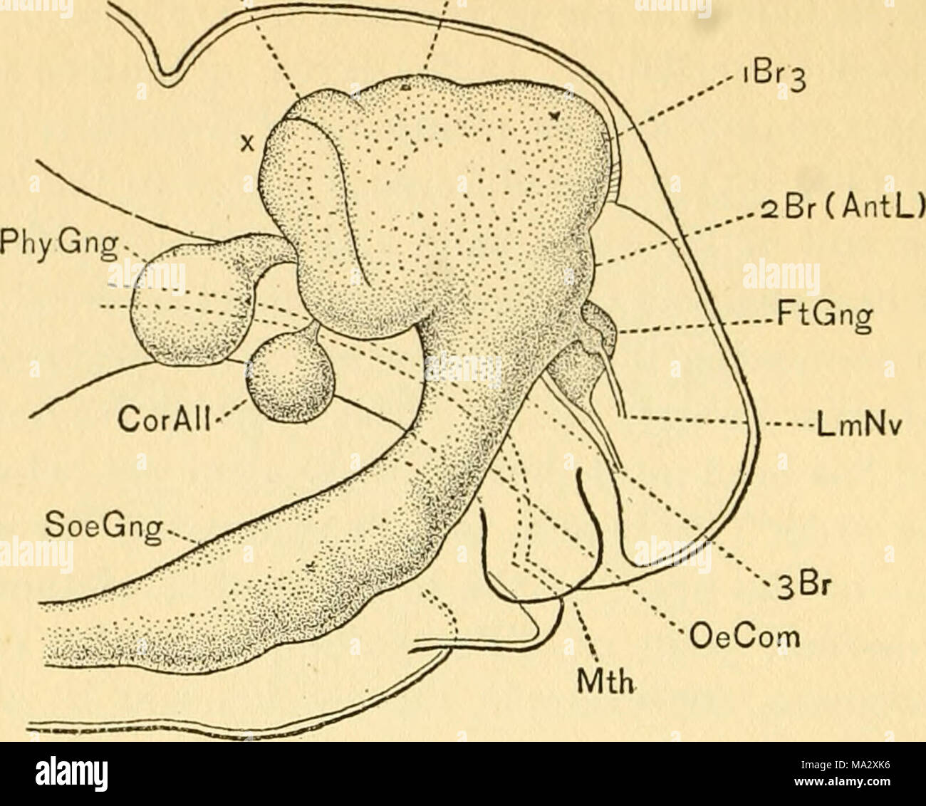 . The embryology of the honey bee Stock Photo - Alamy