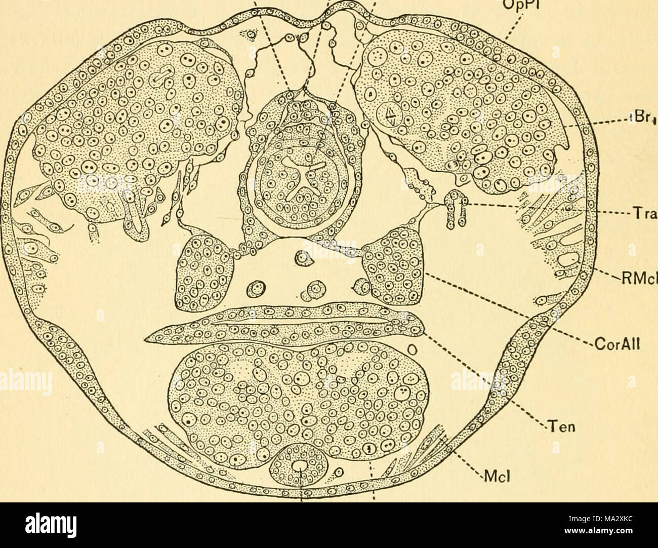 . The embryology of the honey bee Stock Photo - Alamy