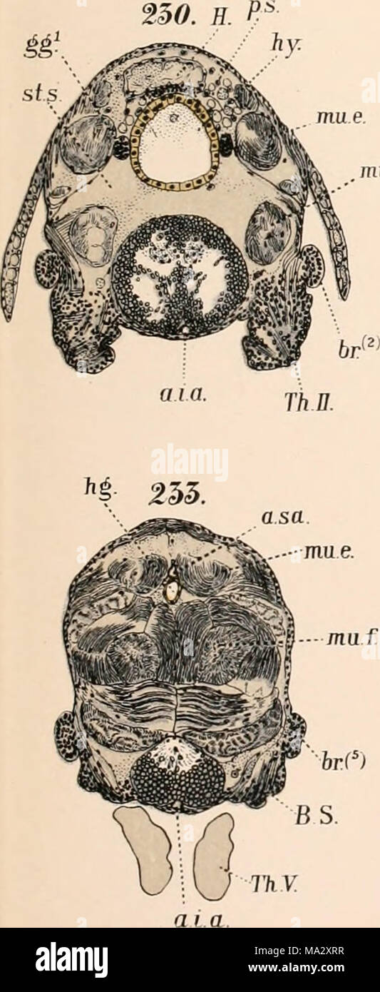 . The embryology and metamorphosis of the Macroura Stock Photo - Alamy