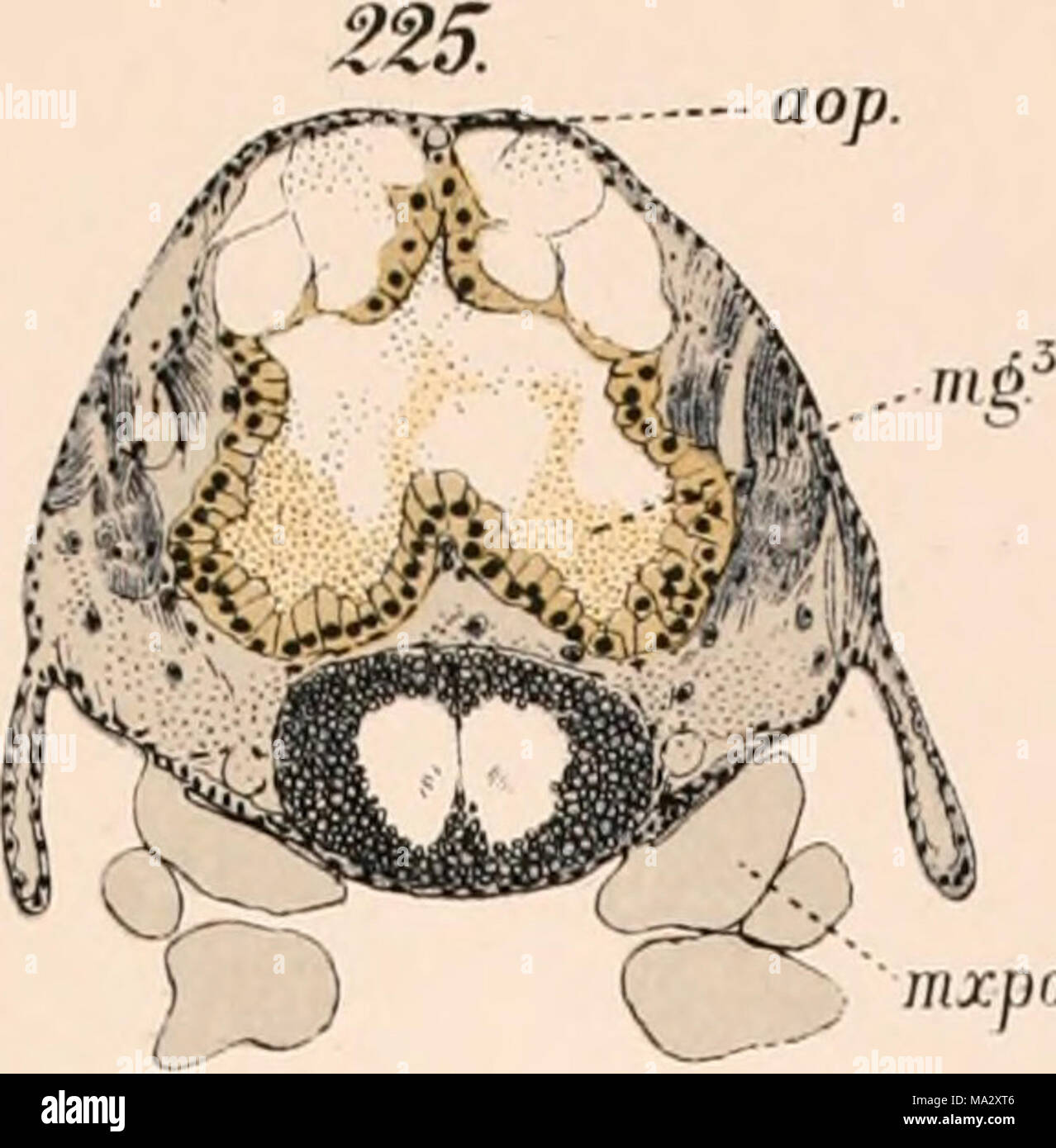 . The embryology and metamorphosis of the Macroura Stock Photo - Alamy