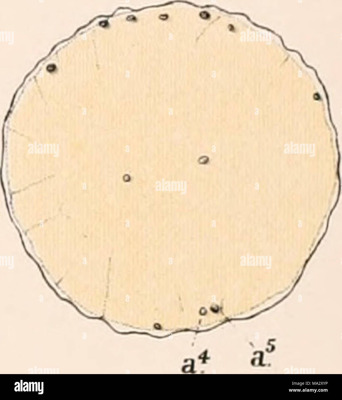 . The embryology and metamorphosis of the Macroura Stock Photo - Alamy
