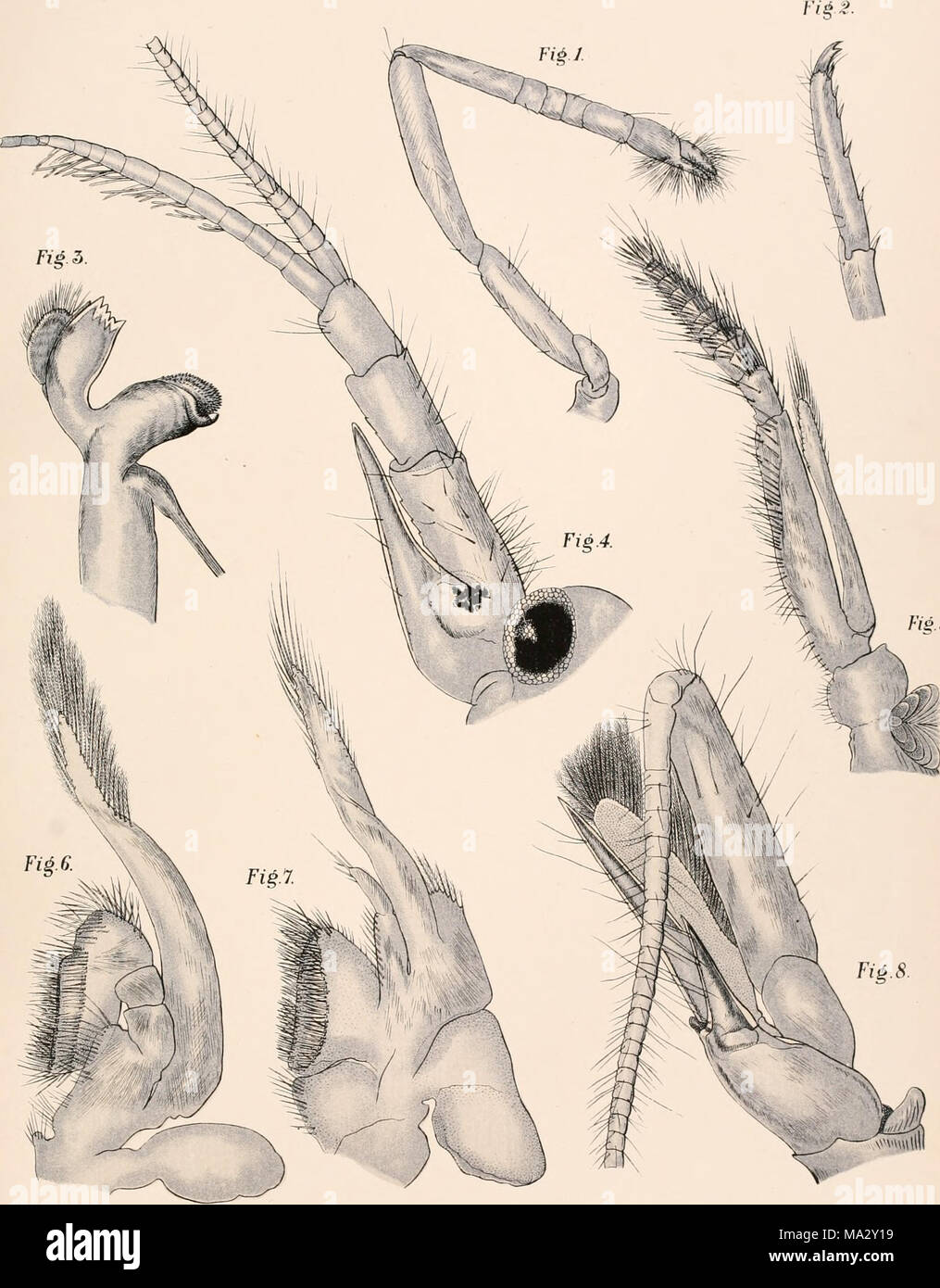 . The embryology and metamorphosis of the Macroura Stock Photo - Alamy