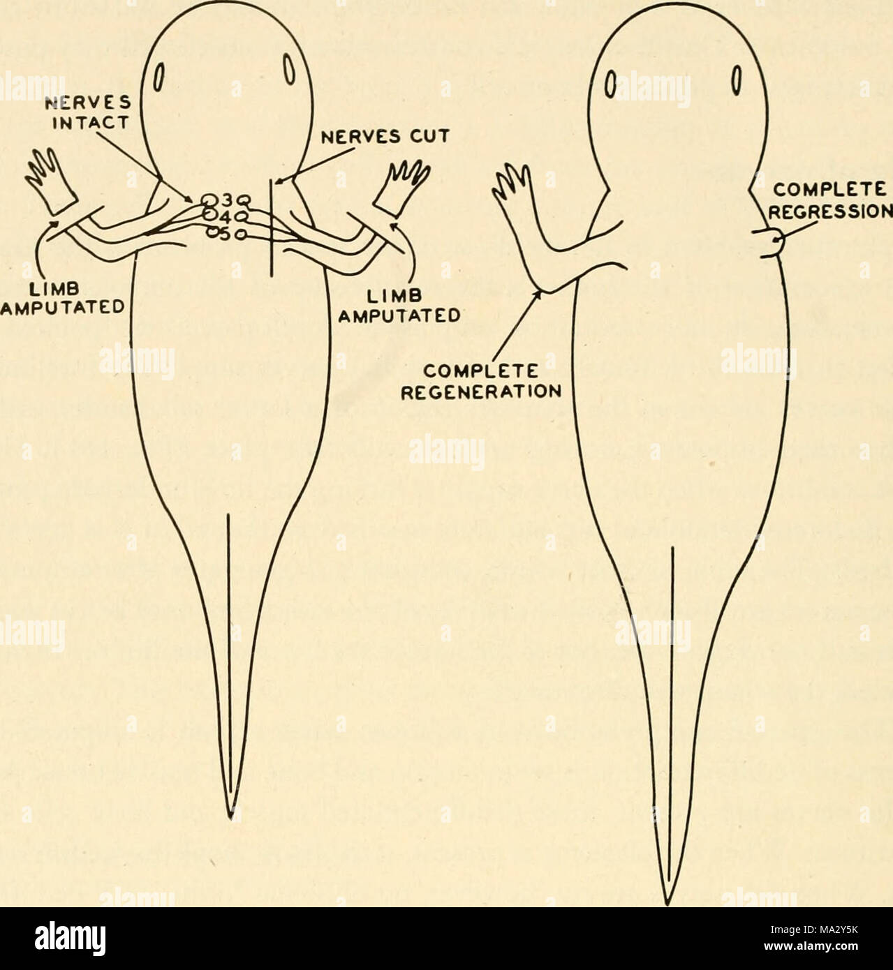 Analysis development embryology embryology hi-res stock photography and ...