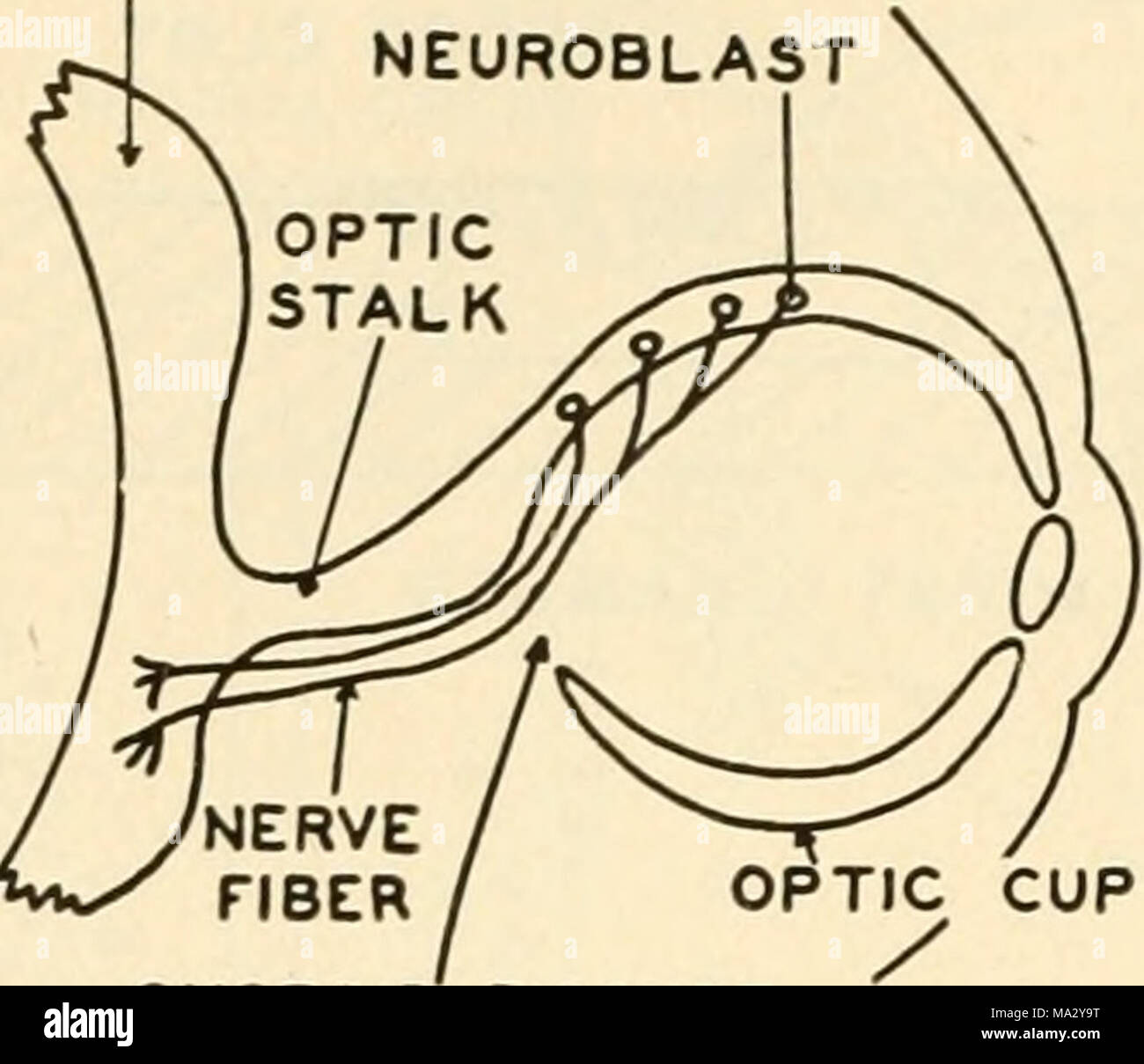 Analysis development embryology embryology hi-res stock photography and ...