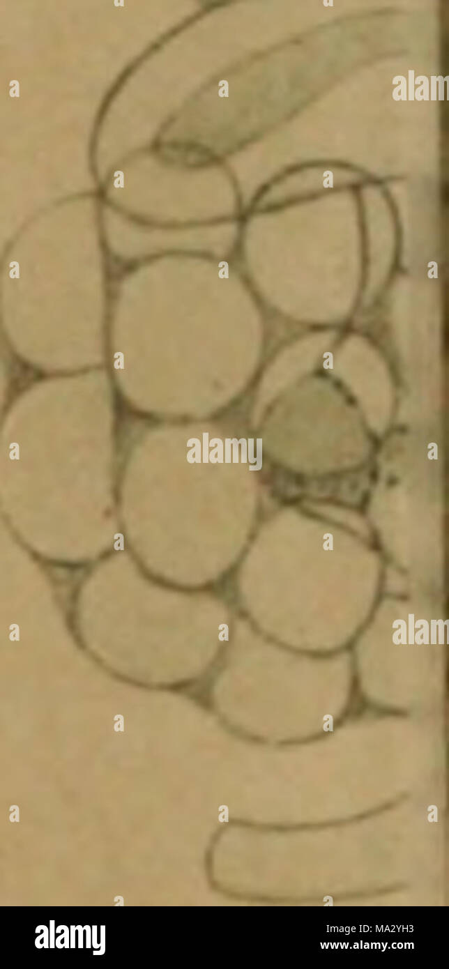 Physa Fontinalis High Resolution Stock Photography and Images - Alamy