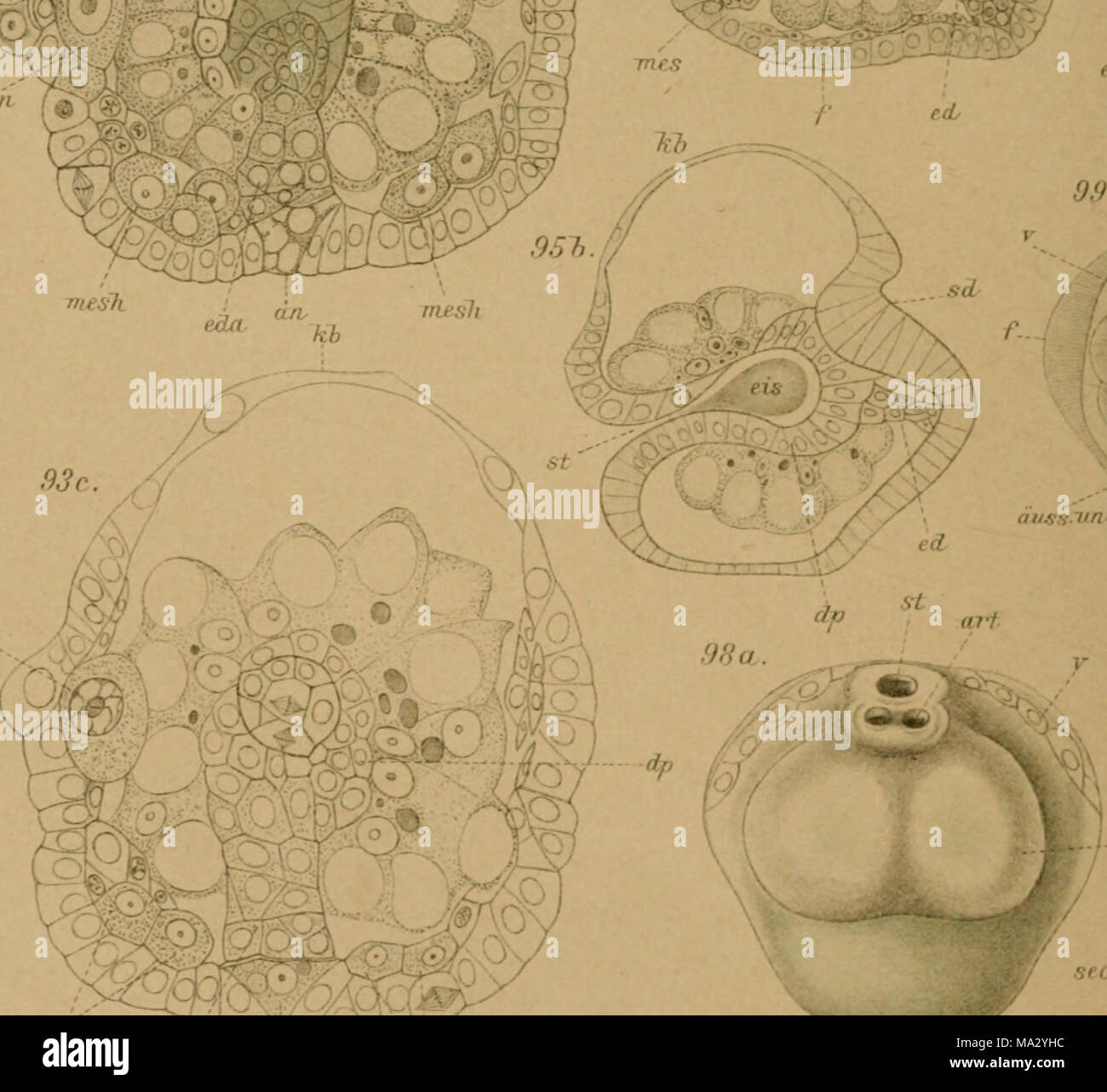 Snail embryo hi-res stock photography and images - Alamy