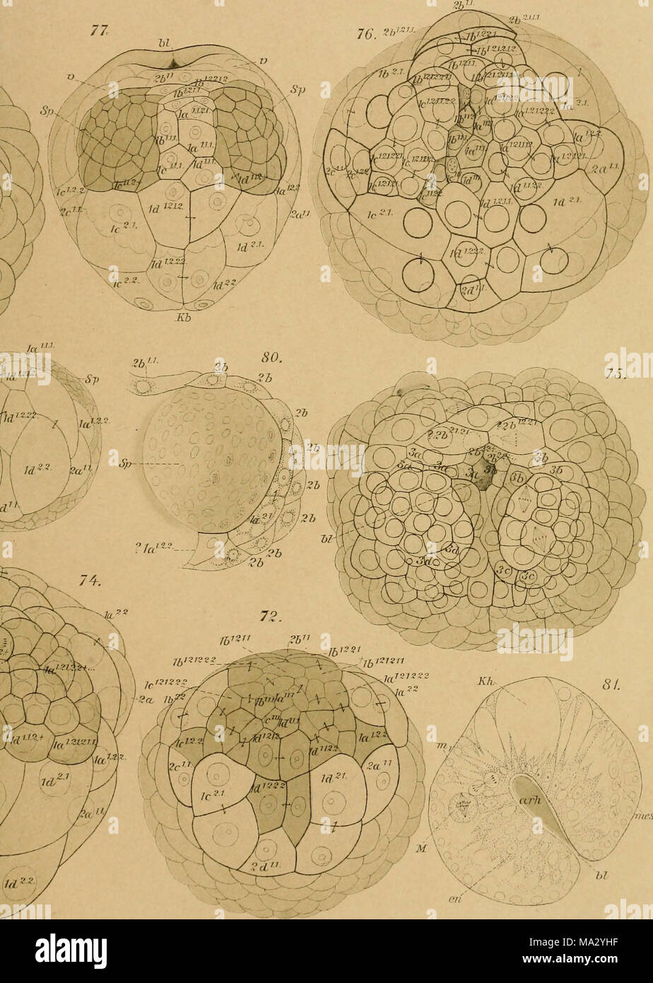 Snail embryo hi-res stock photography and images - Alamy