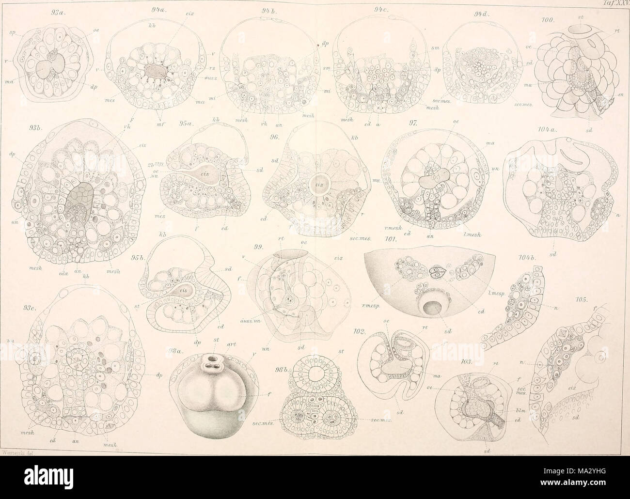 Physa Fontinalis High Resolution Stock Photography and Images - Alamy