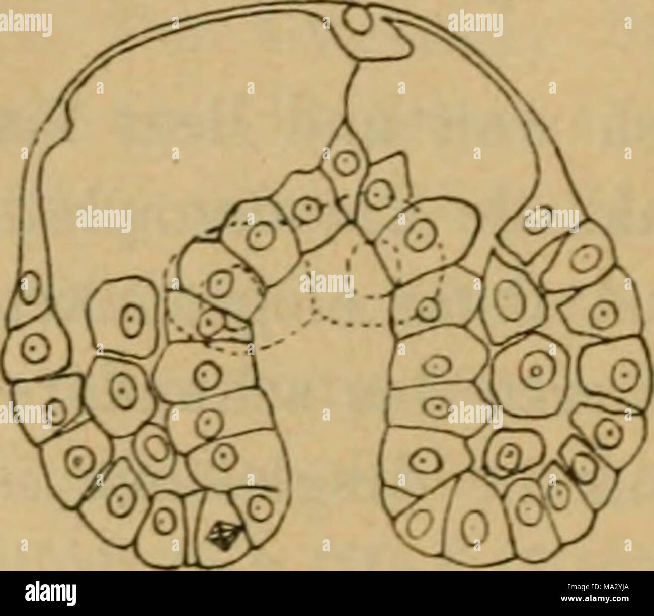 Physa Fontinalis High Resolution Stock Photography and Images - Alamy