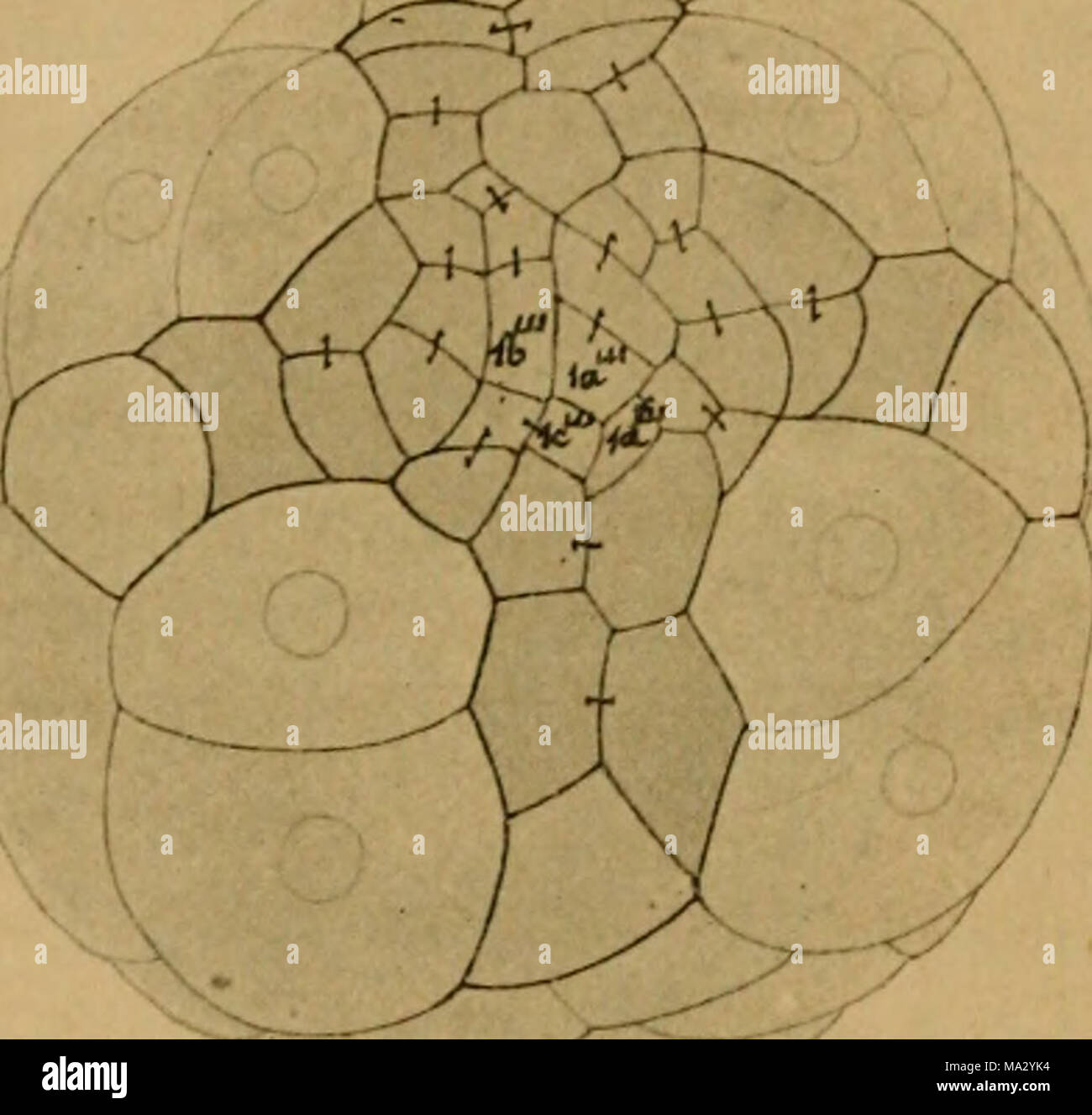 Physa Fontinalis High Resolution Stock Photography and Images - Alamy