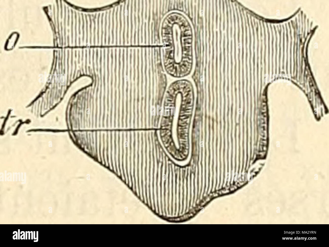 . Embryologie, ou, TraitÃ© complet du dÃ©veloppement de l'homme et des ...