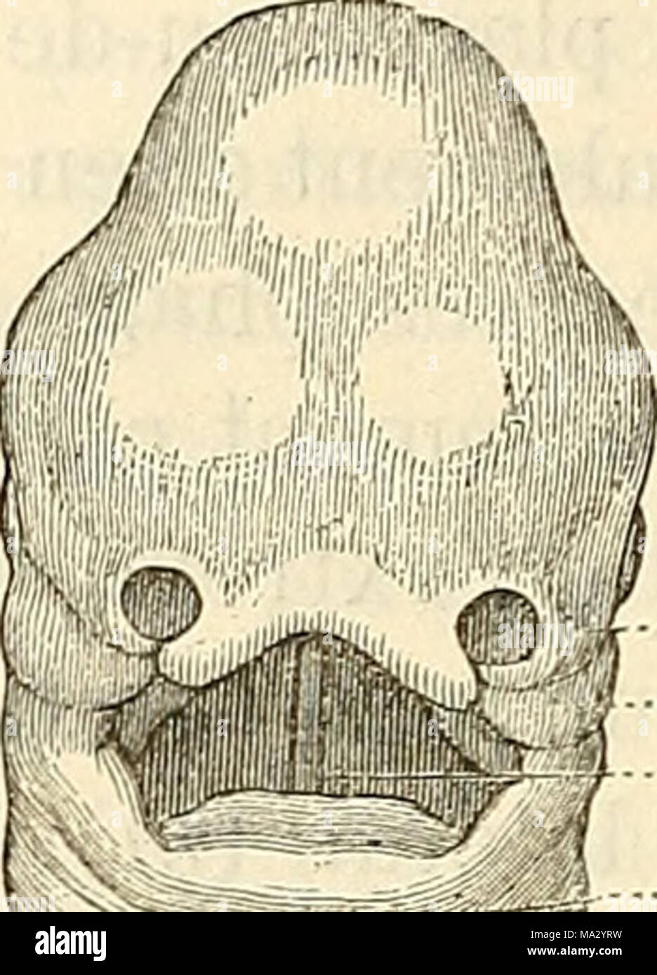 . Embryologie, ou, TraitÃ© complet du dÃ©veloppement de l'homme et des ...