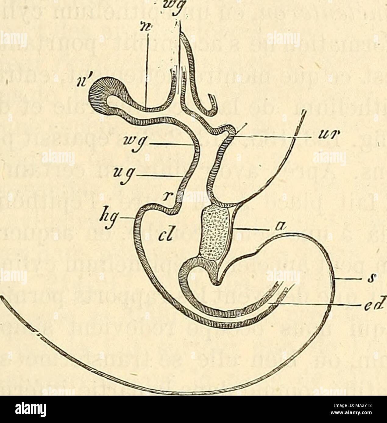 . Embryologie, ou, TraitÃ© complet du dÃ©veloppement de l'homme et des ...