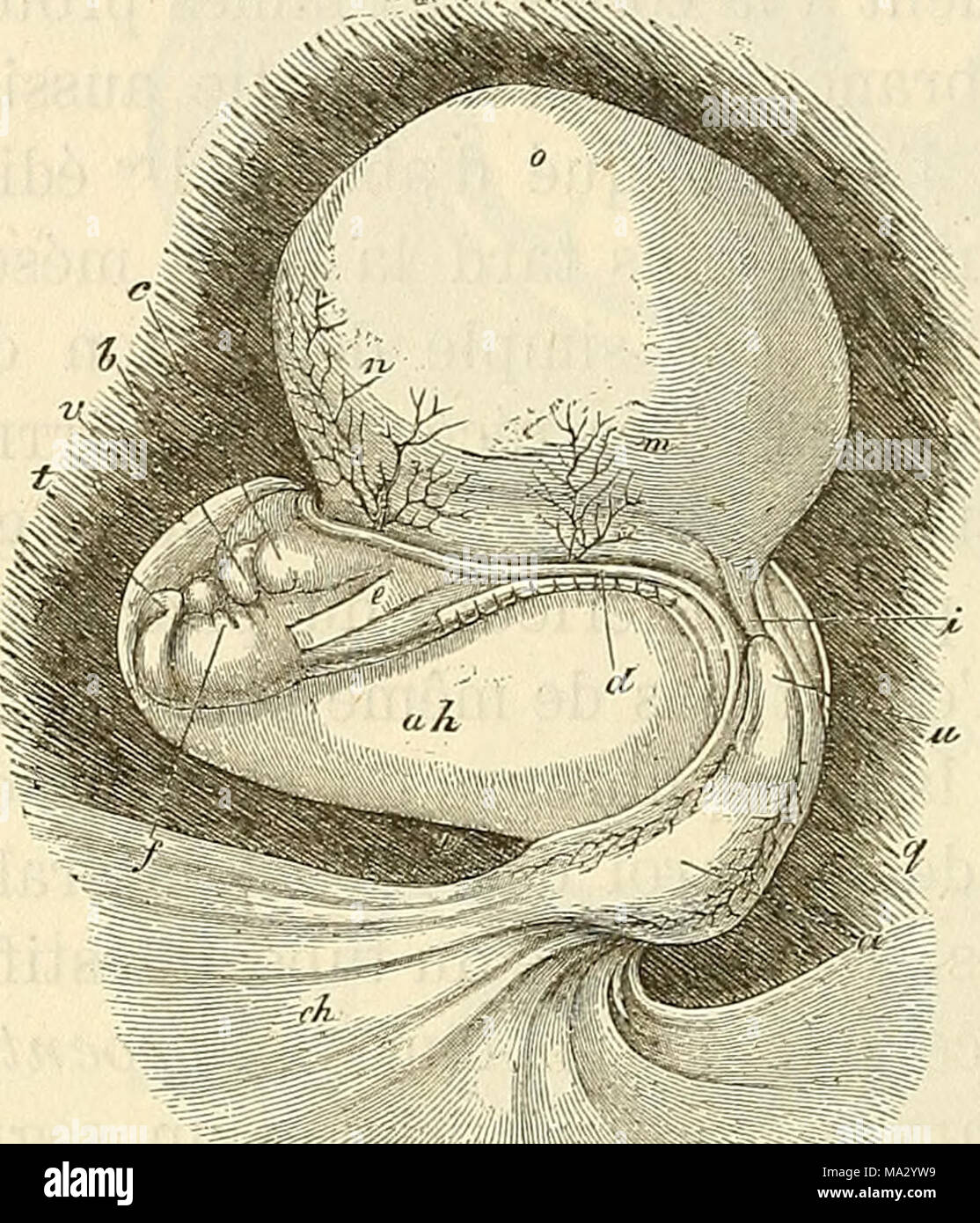 . Embryologie, ou, TraitÃ© complet du dÃ©veloppement de l'homme et des ...