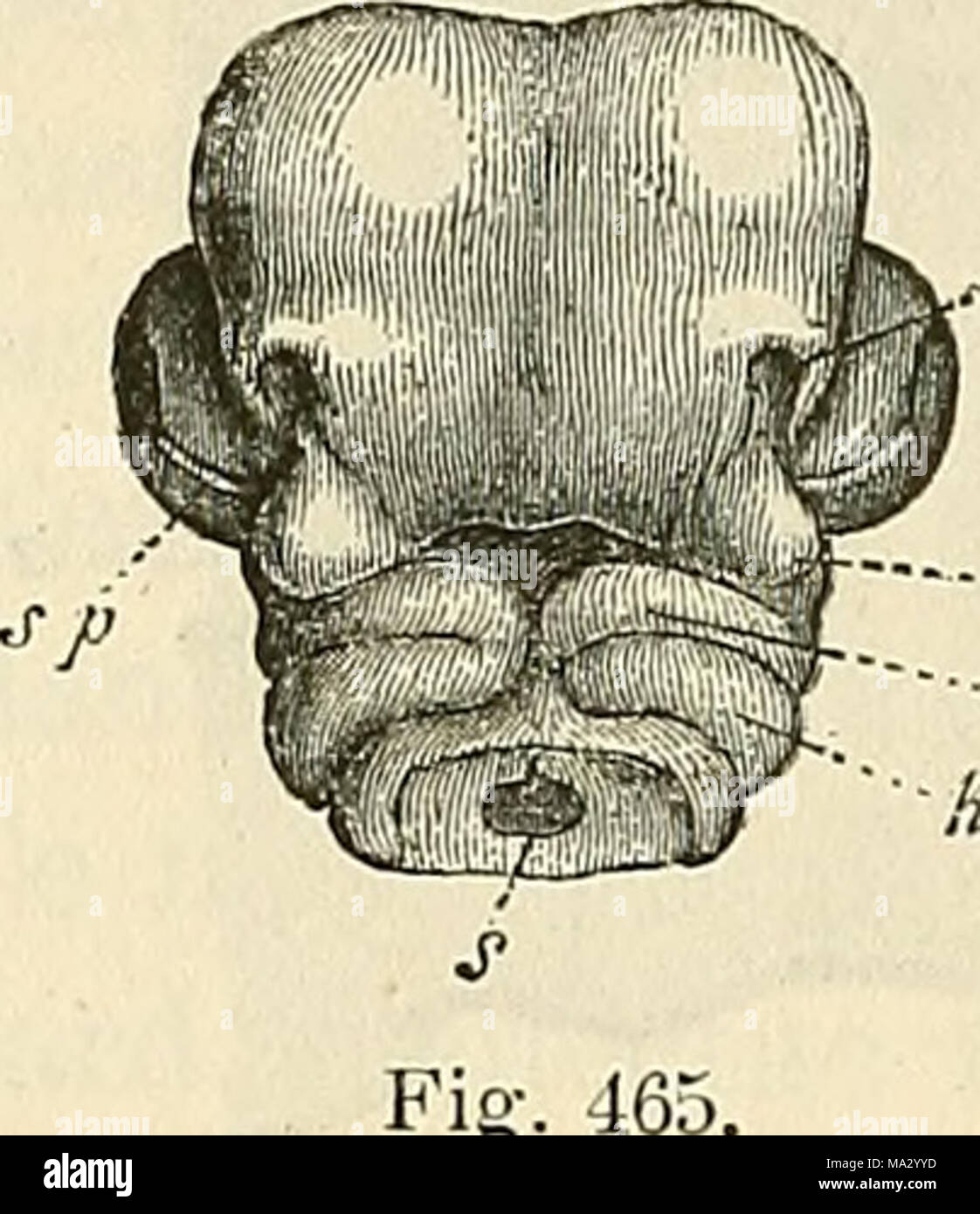 . Embryologie, ou, TraitÃ© complet du dÃ©veloppement de l'homme et des ...