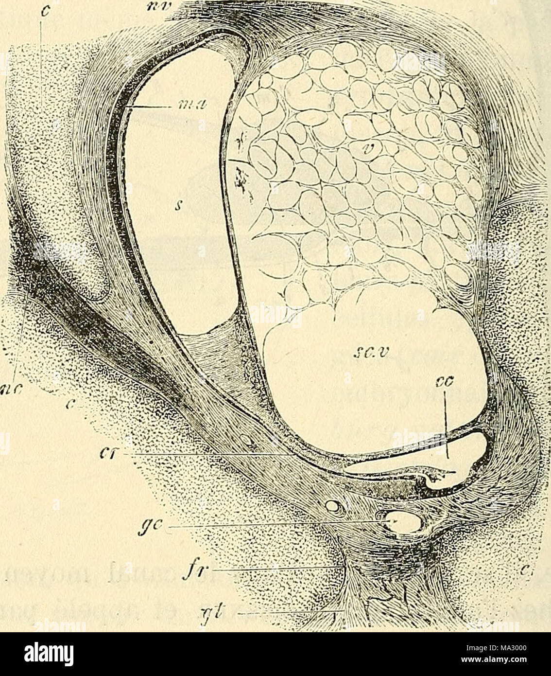 . Embryologie, ou, TraitÃ© complet du dÃ©veloppement de l'homme et des ...