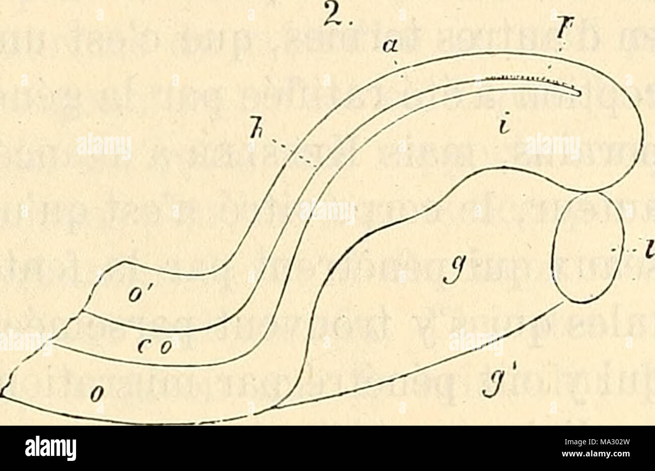 . Embryologie, ou, TraitÃ© complet du dÃ©veloppement de l'homme et des ...