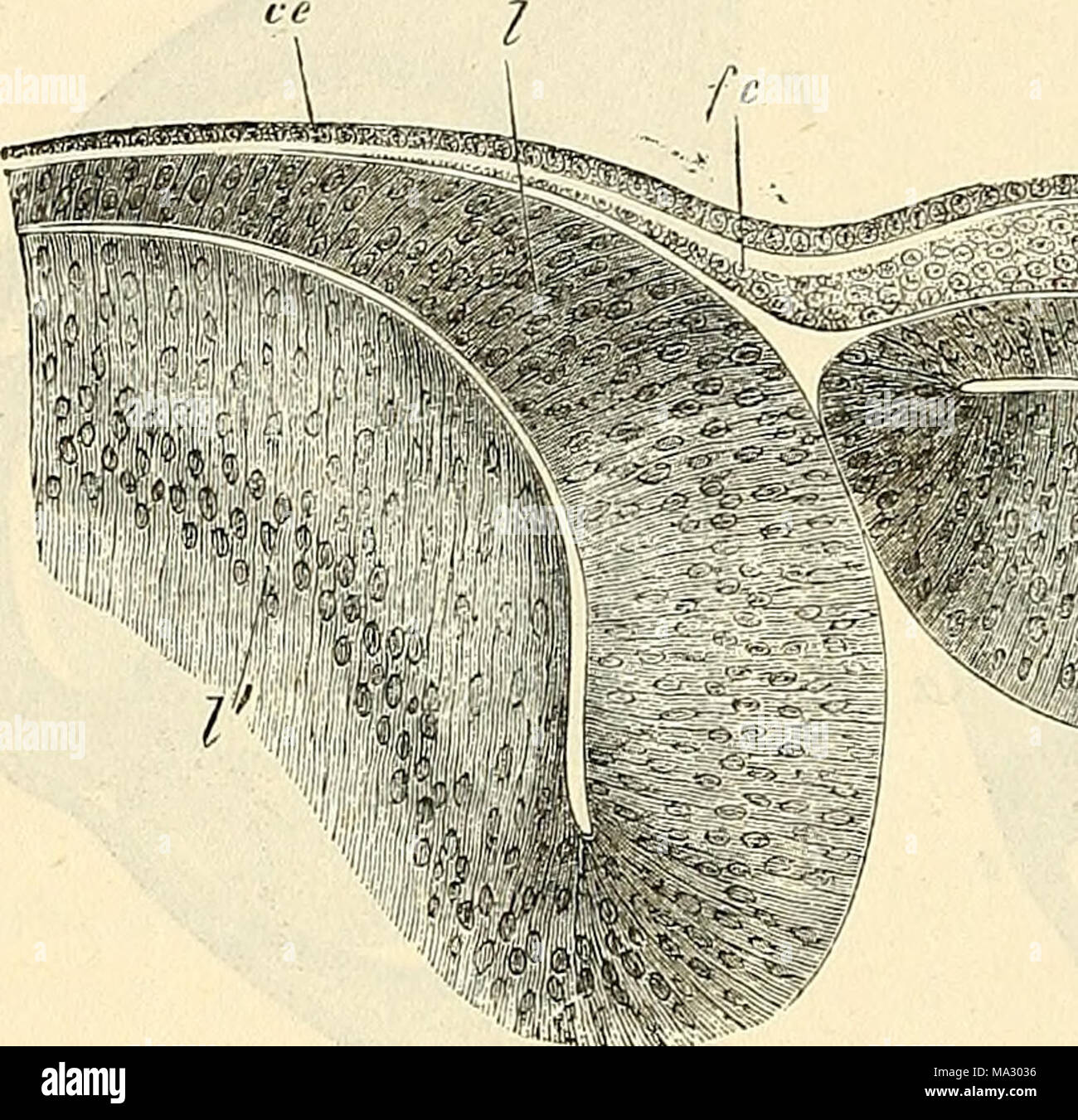. Embryologie, ou, TraitÃ© complet du dÃ©veloppement de l'homme et des ...