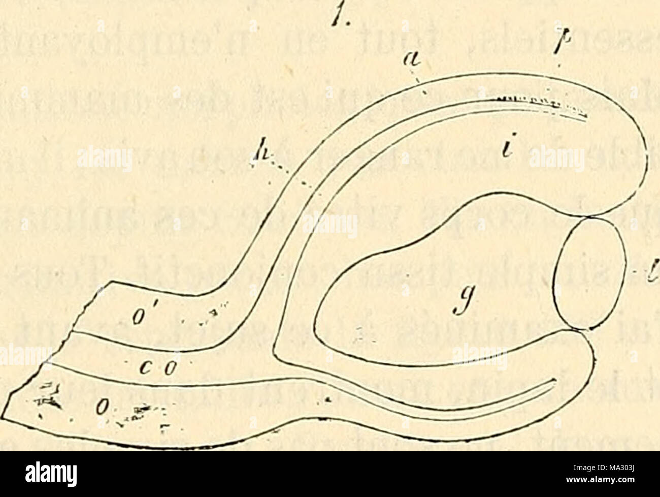 . Embryologie, ou, TraitÃ© complet du dÃ©veloppement de l'homme et des ...