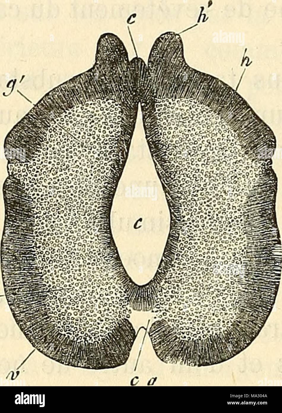 . Embryologie, ou, TraitÃ© complet du dÃ©veloppement de l'homme et des ...