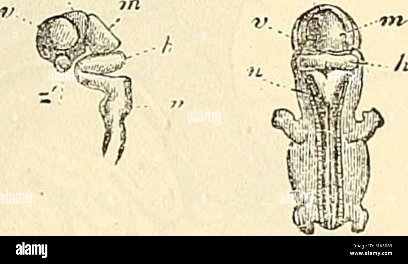. Embryologie, ou, TraitÃ© complet du dÃ©veloppement de l'homme et des ...