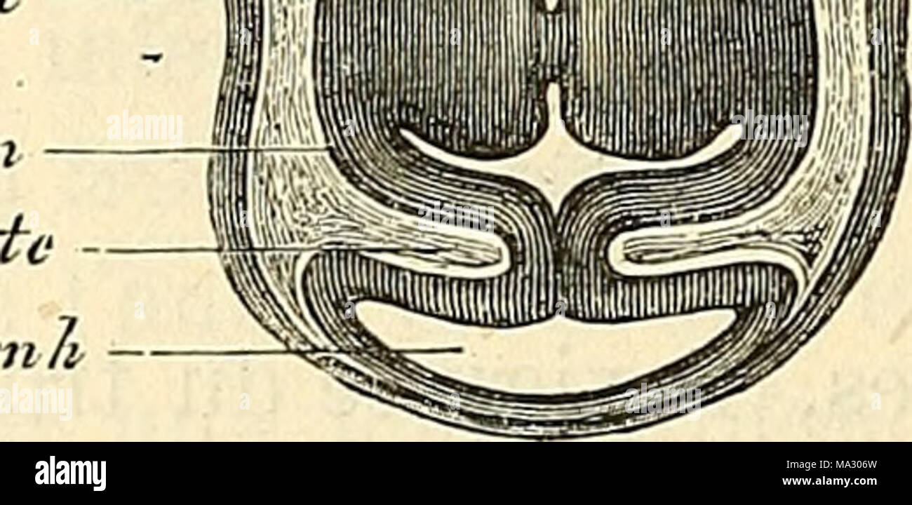 . Embryologie, ou, TraitÃ© complet du dÃ©veloppement de l'homme et des ...