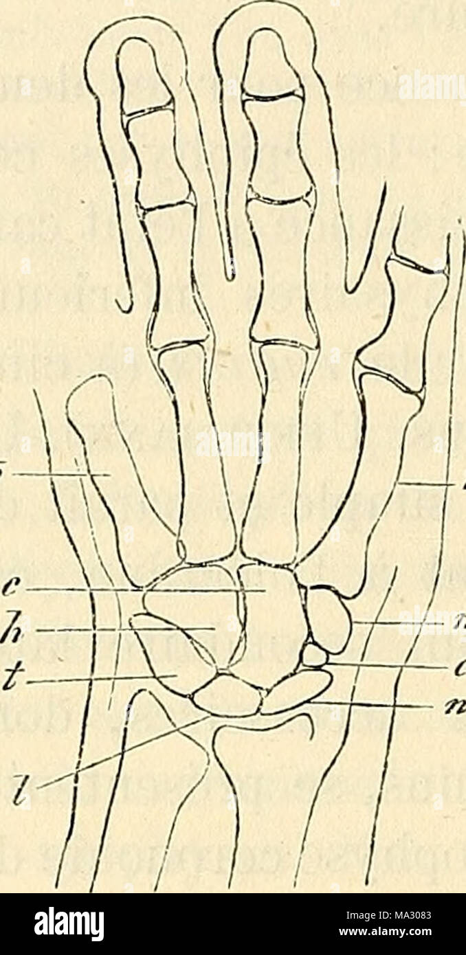 . Embryologie, ou, TraitÃ© complet du dÃ©veloppement de l'homme et des ...