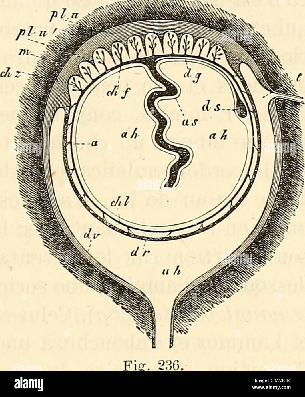 . Embryologie, ou, TraitÃ© complet du dÃ©veloppement de l'homme et des ...