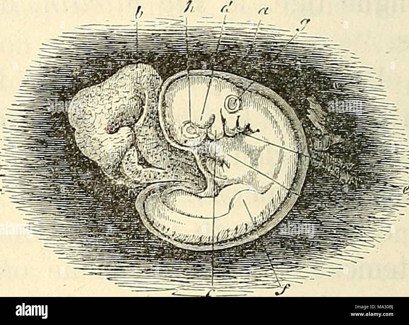 . Embryologie, ou, TraitÃ© complet du dÃ©veloppement de l'homme et des ...