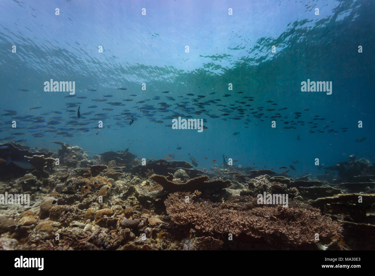Over under water coral reef hi-res stock photography and images - Alamy