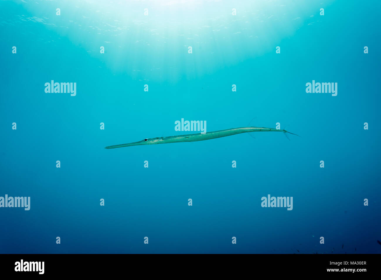 Pipefish swimming in the blue water with sunlight above Stock Photo - Alamy