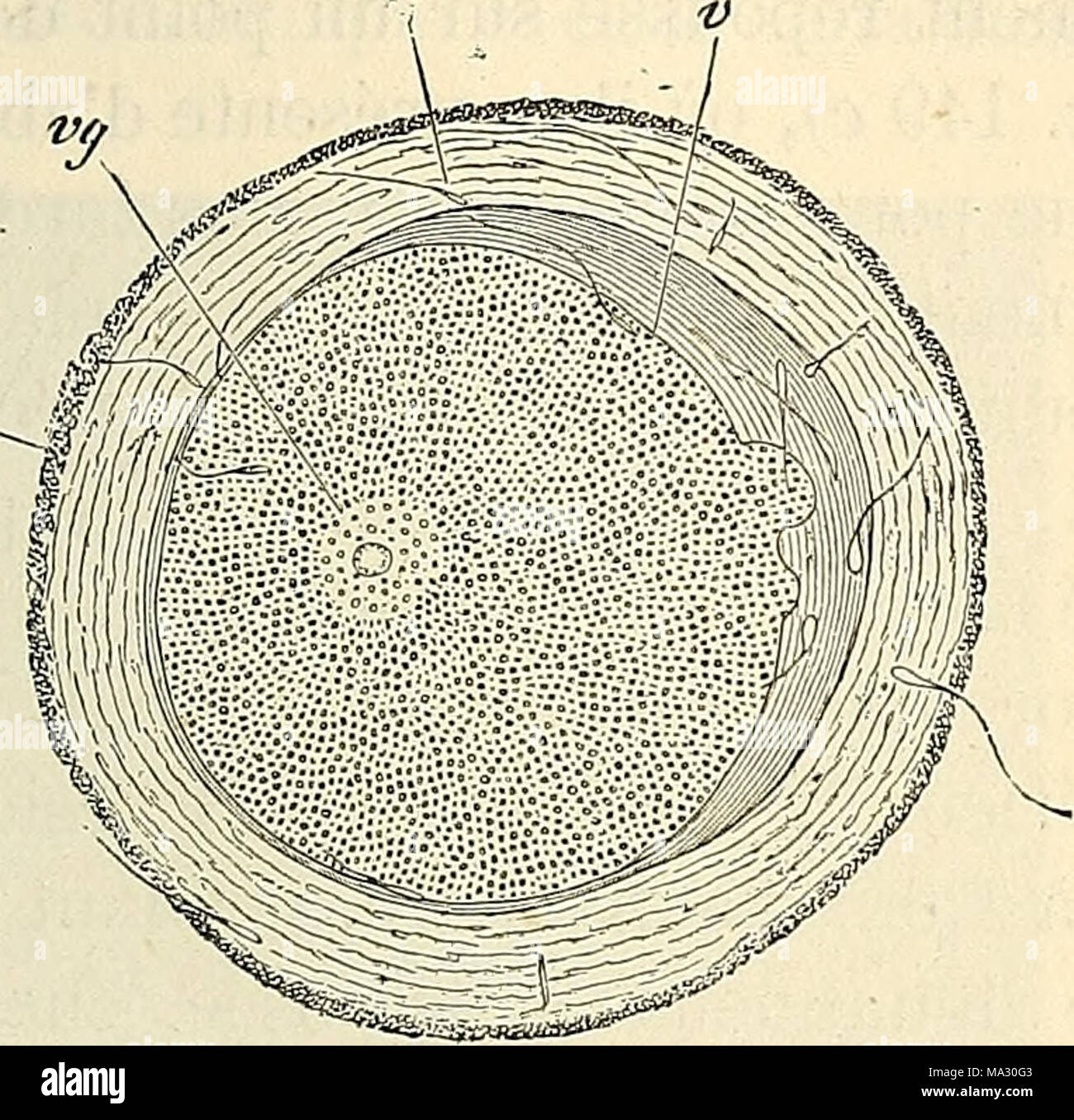 . Embryologie, ou, TraitÃ© complet du dÃ©veloppement de l'homme et des ...