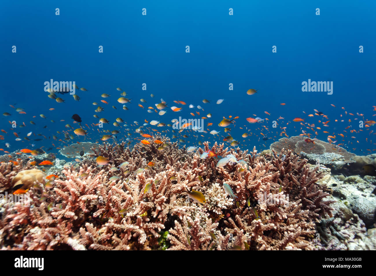 Small school of fish underwater hi-res stock photography and images - Alamy