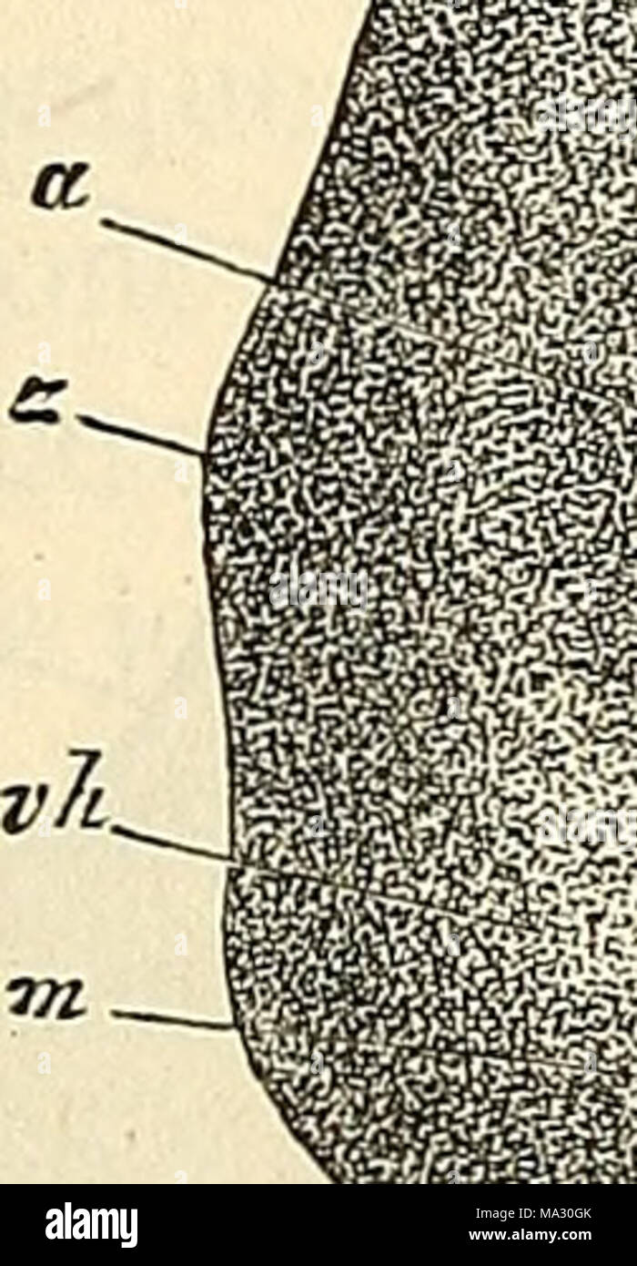 . Embryologie, ou, TraitÃ© complet du dÃ©veloppement de l'homme et des ...