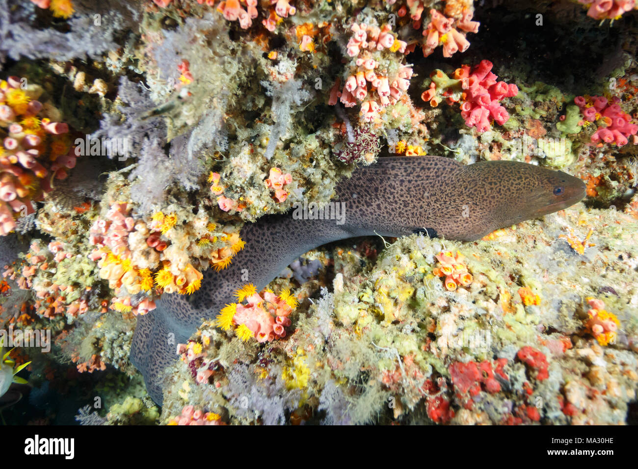 Moray eel coral reef hi-res stock photography and images - Alamy